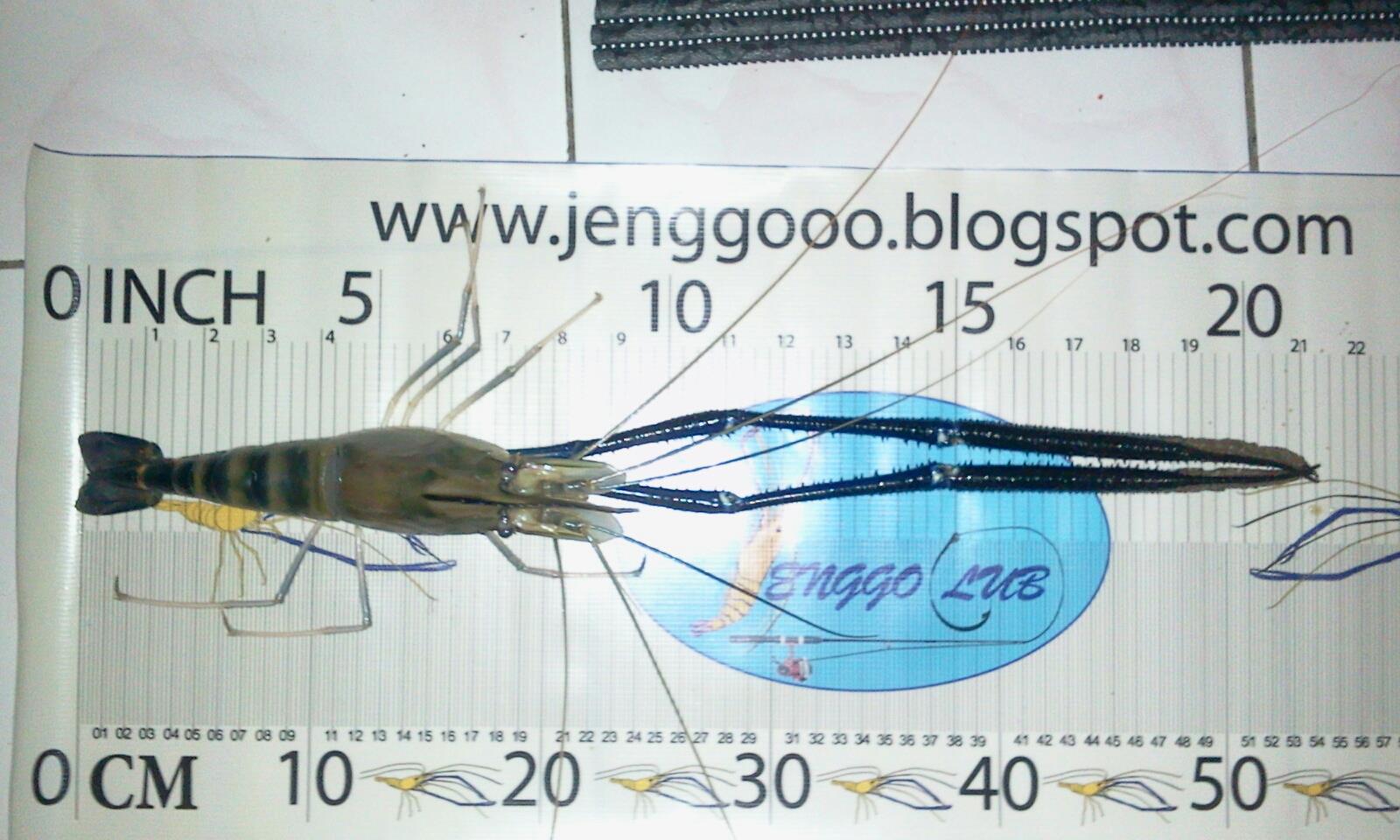UDANG GALAH: REKOD JENGGO TERPANJANG 2012
