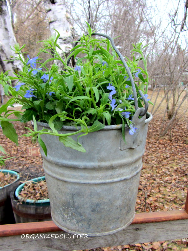 Framed Lobelia Bucket - Organized Clutter