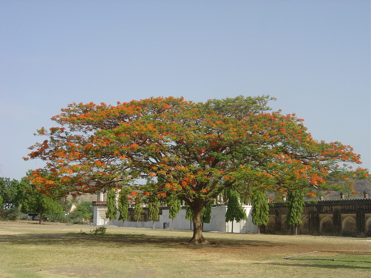 LANKA: Flamboyant - Delonix Regia - Inde