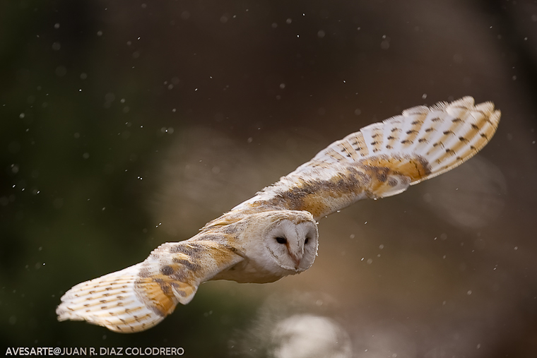 Fauna del Cinca Medio: La Lechuza Común