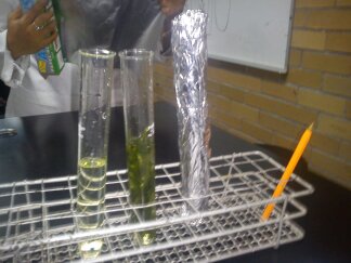 Biología IV Tere Suárez Rangel: Practica de Fotosintesis