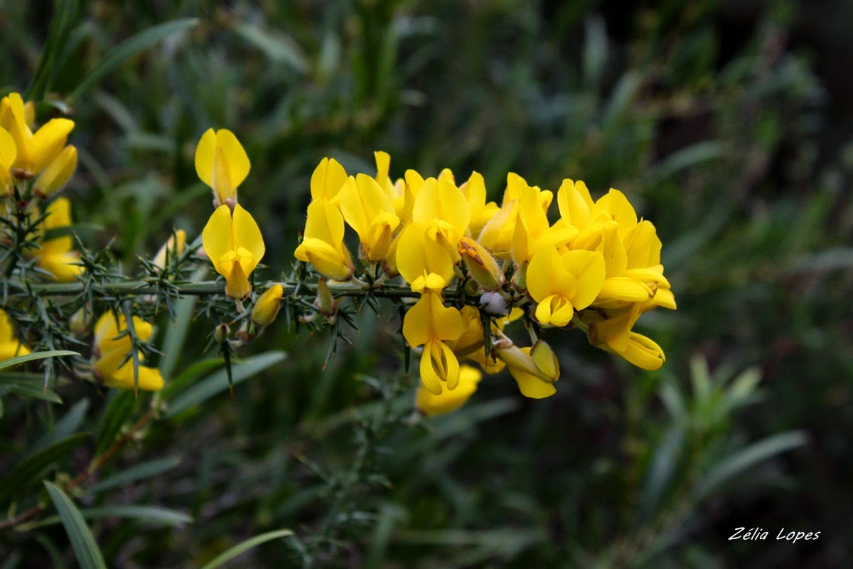 Até onde o meu olhar alcança: A Flor de Tojo