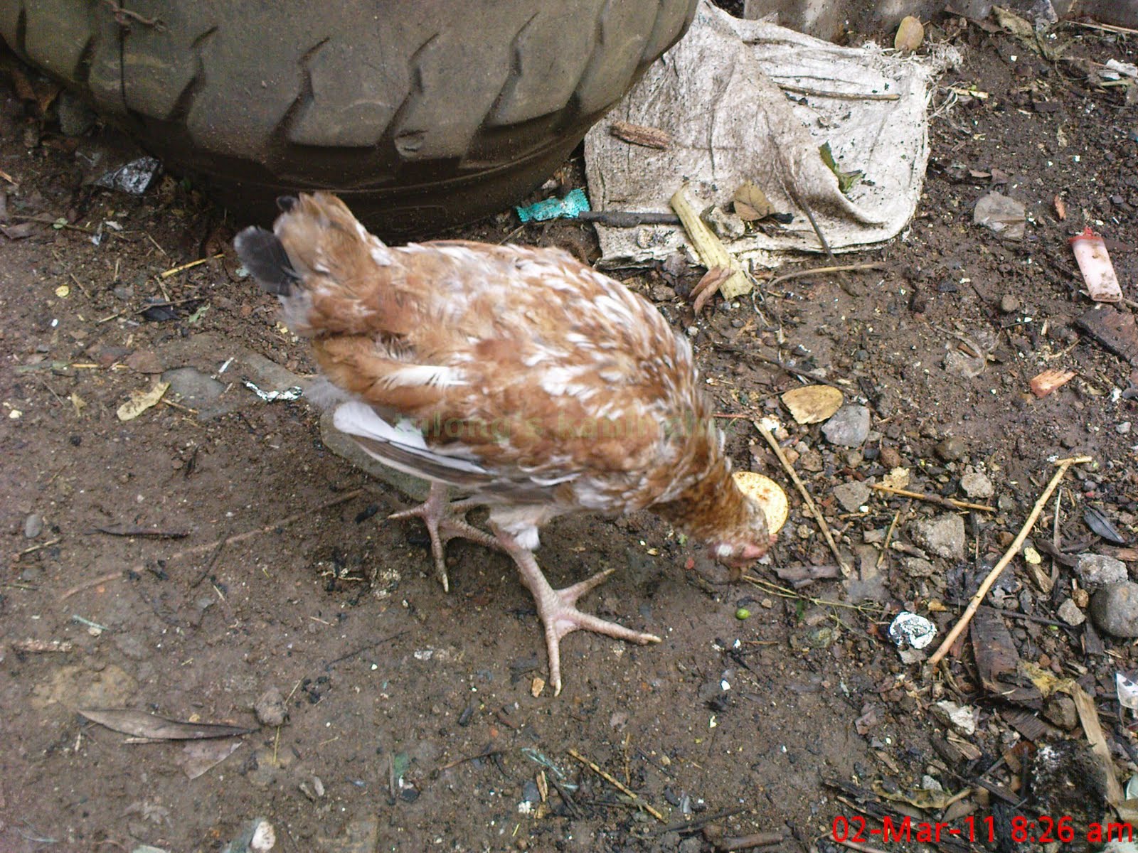 Kabir Chiken: Where To Buy Kabir Chicken