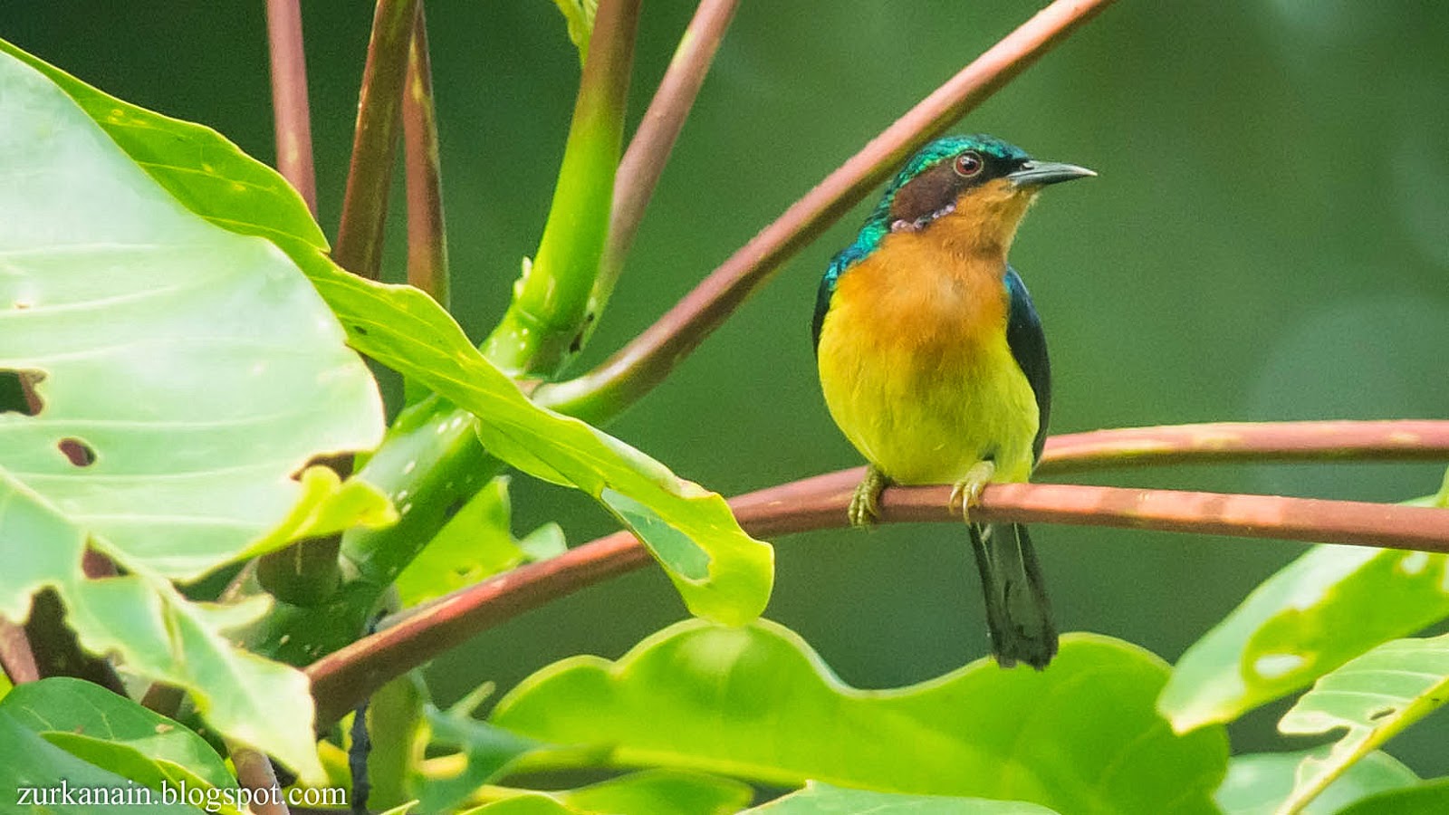 Zul Ya - Birds of Peninsular Malaysia: Ruby Cheeked Sunbird