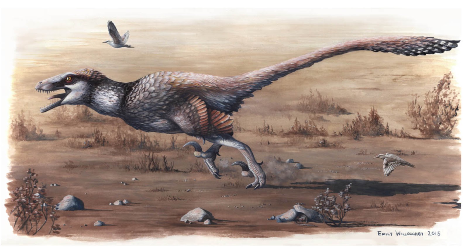 Theropoda: Dakotaraptor... un Acheroraptor gigante?