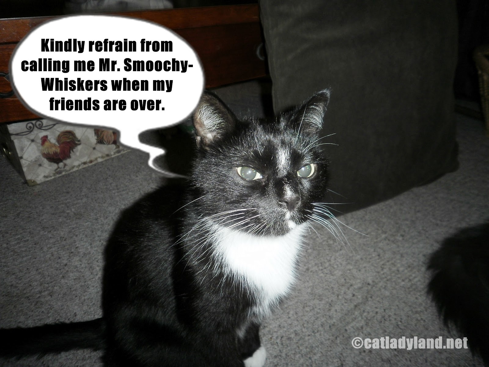 Embarrassed Cat Meme