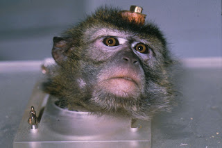 antblog: Stop Vivisection conference at the European Parliament - 26th ...