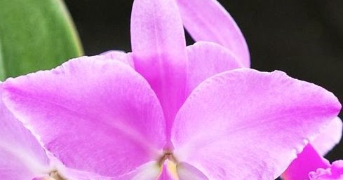 National Flower of Venezuela