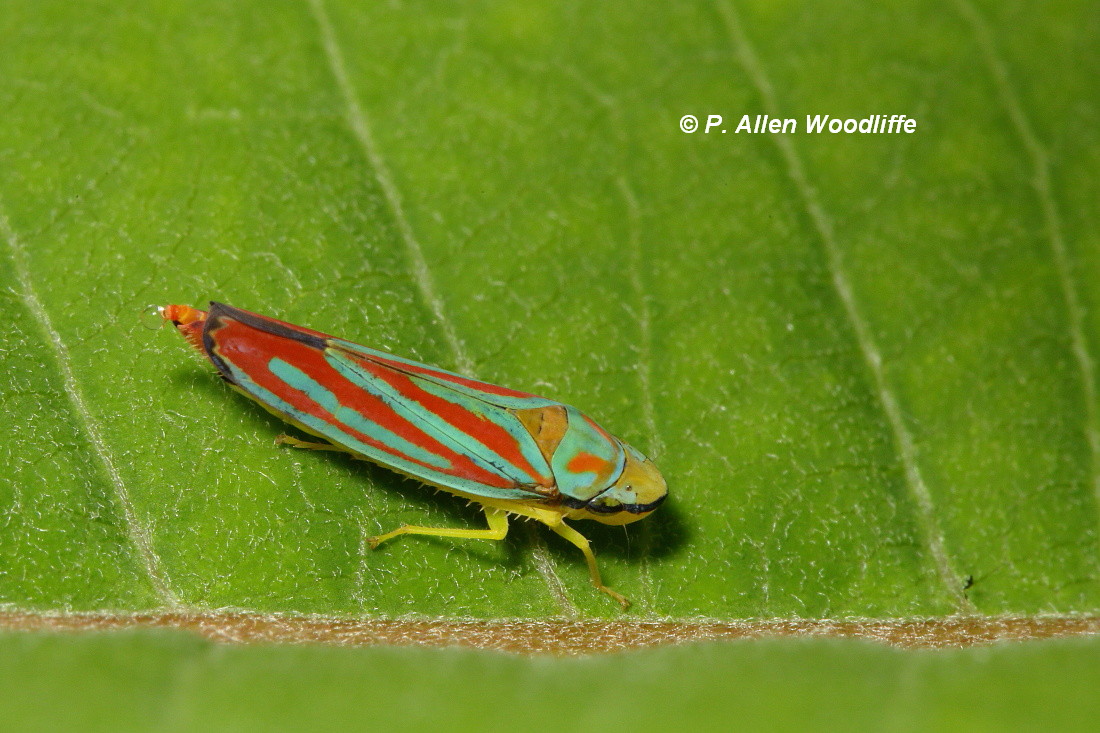 Nature Nuggets: Fun with insects