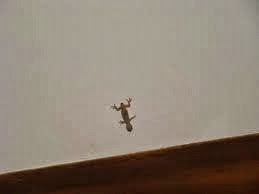 Eye on Costa Rica: Geckos of Costa Rica.....Friend, Foe or a Little of ...