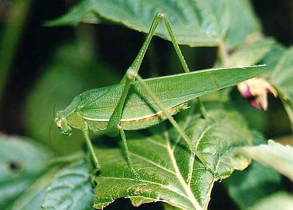 Katydid - Insects Morphology
