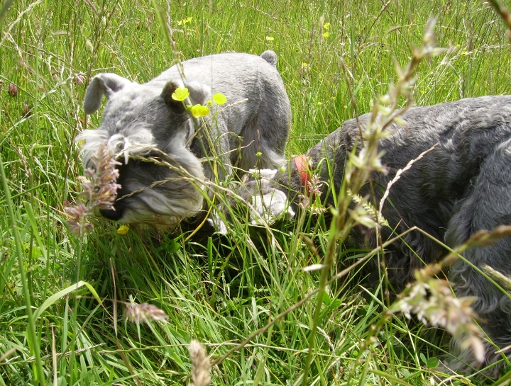 Schnauzer Days: Woodland Walk in Pictures