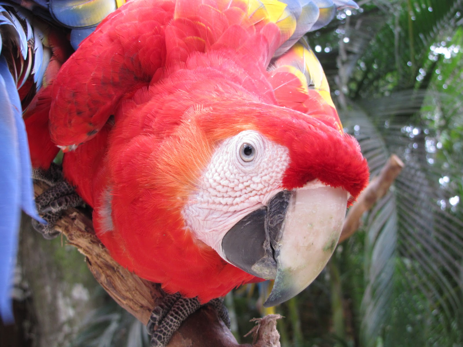 Birder's Eye View: Wildlife of Honduras