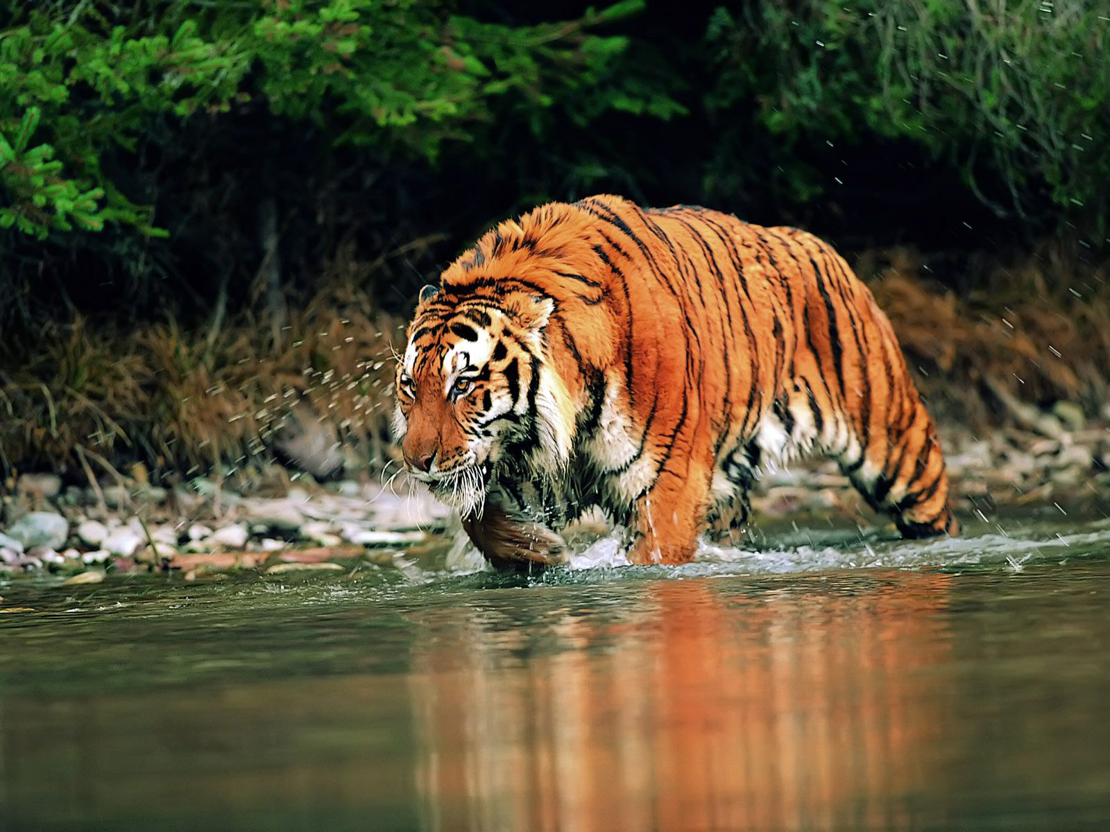 wallpapers: Best Tiger Wallpapers