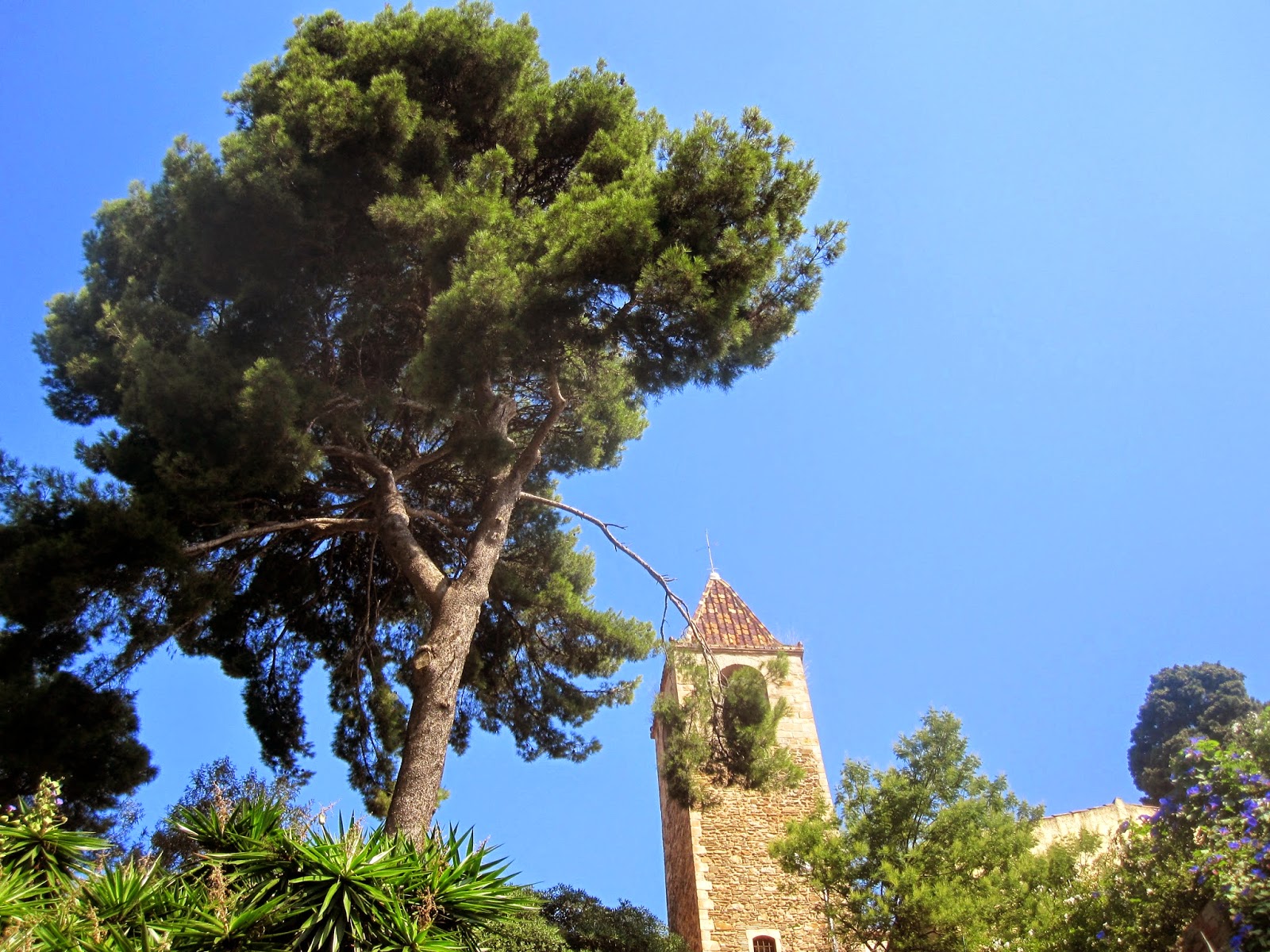 Tot Barcelona: El pi blanc de Sant Genis