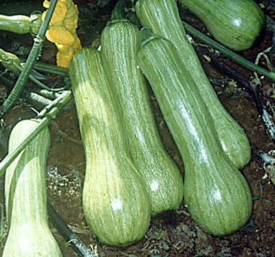 Flavors of Brazil: VEGETABLES OF BRAZIL - Abobrinha (Zucchini)