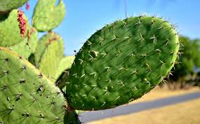 Remedios Caseros naturales: El Nopal y sus Secretos de Belleza