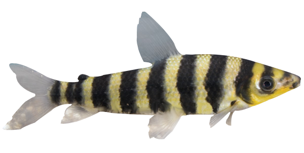 Piau Flamengo (Leporinus affinis)