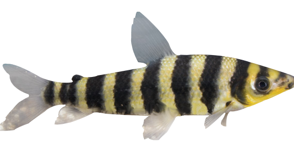 PIAU FLAMENGO - CARACTERÍSTICAS GERAIS DO PEIXE PIAU FLAMENGO | Klima ...