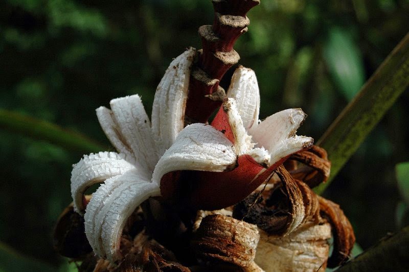 FLORACIONES EN MÁLAGA Y MÁS: Flora ornamental de Panamá y Costa Rica