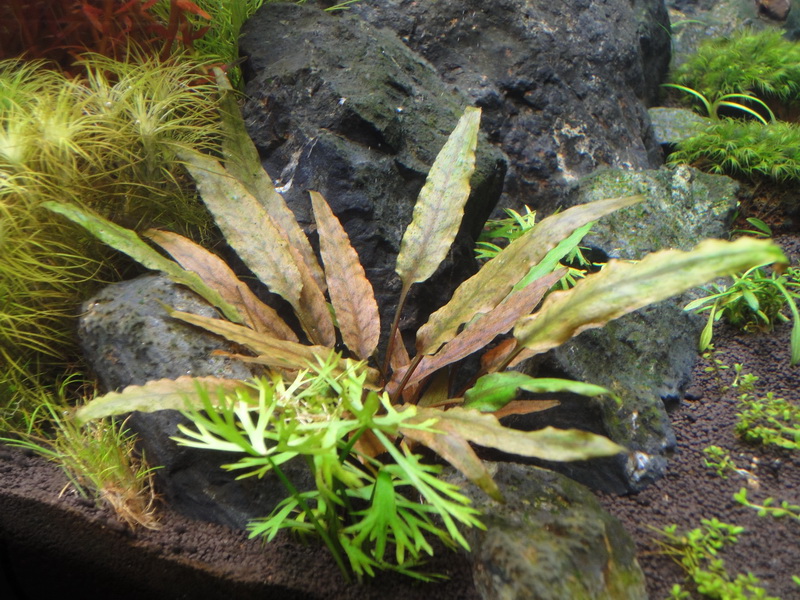 SimonChiu: Cryptocoryne undulata ''broad leaves''