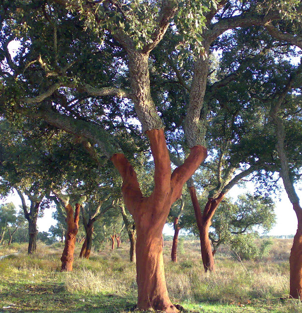 The Hunns Invade Europe: Andalucia's Hill Towns, The Land of Ferdinand