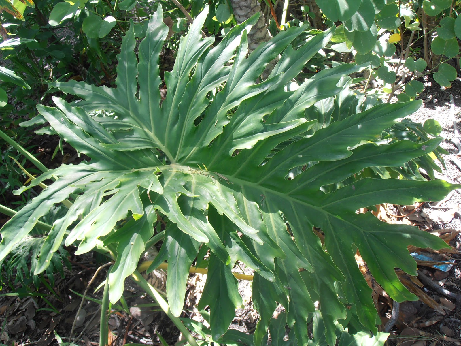 Filodendro Bipinnatifidum