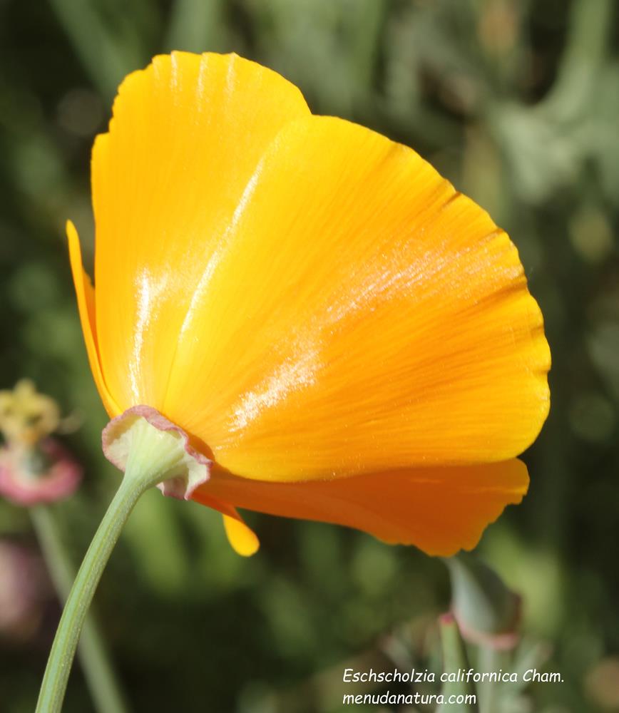El Jardí de Menuda Natura: Rosella de Califòrnia