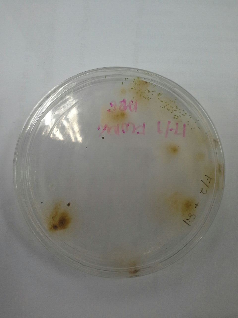 Floratic: ISOLATION OF MICROALGAE