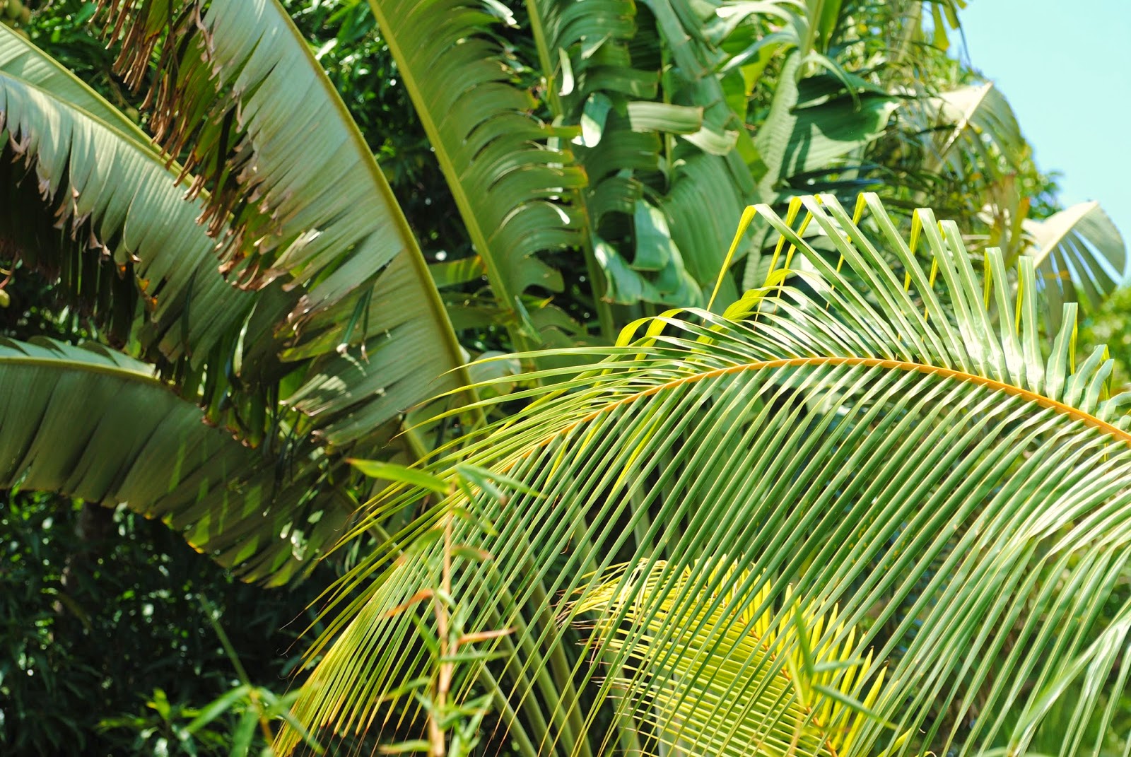 Portrait of Panama: Flora and Fauna