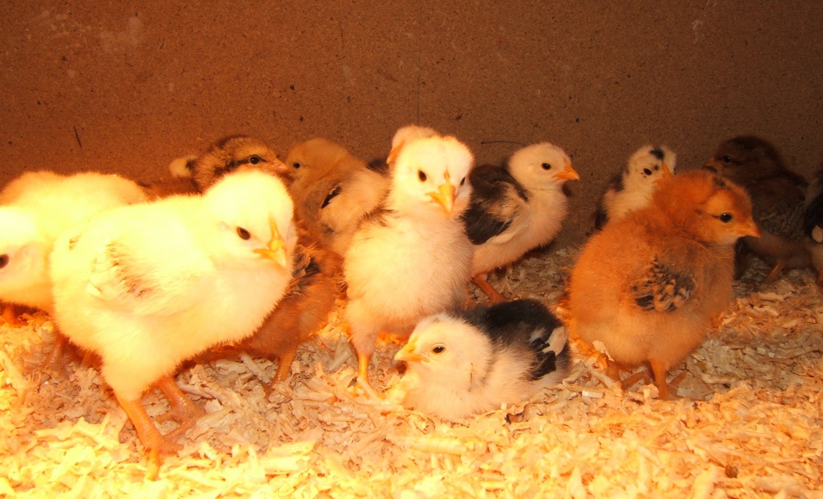 Bellecross Hens: First hatch of 2013