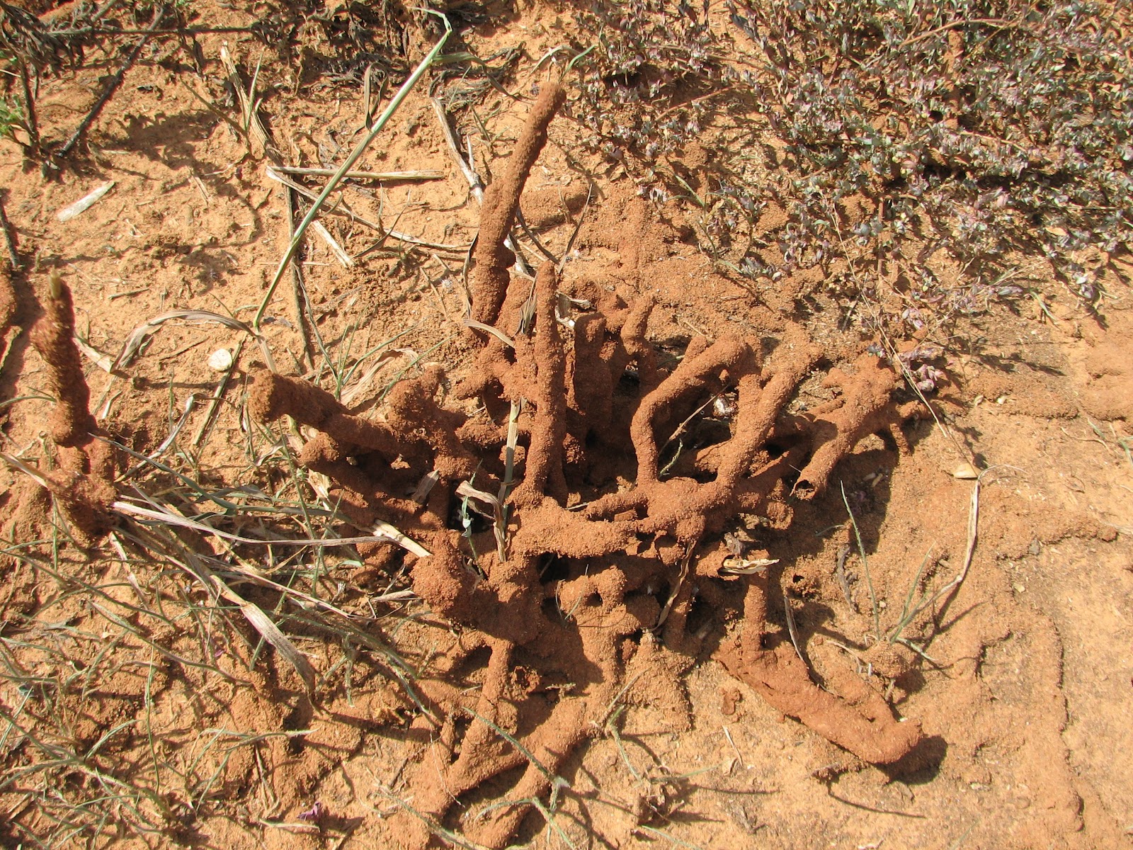 What is Flying in the Rain - Termites!