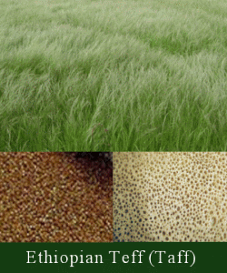 @: Plantar e produzir em apartamento urbano?