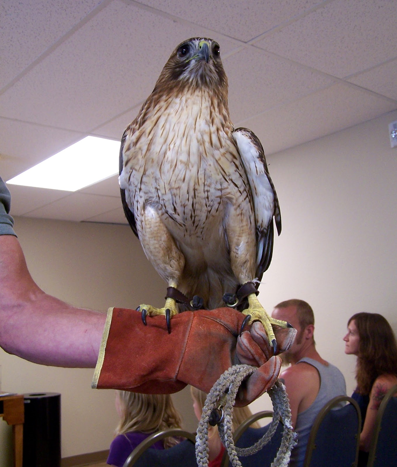 The Natural World: 23-Fact Tuesday: Prairie Falcon, Red-Tailed Hawk ...
