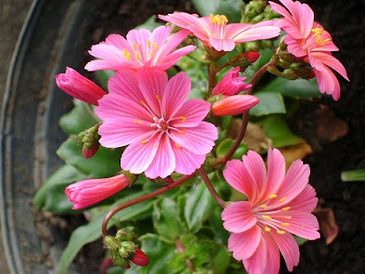 BEAUTIFUL FLOWERS: Bitterroot Flower - Pictures & Meanings