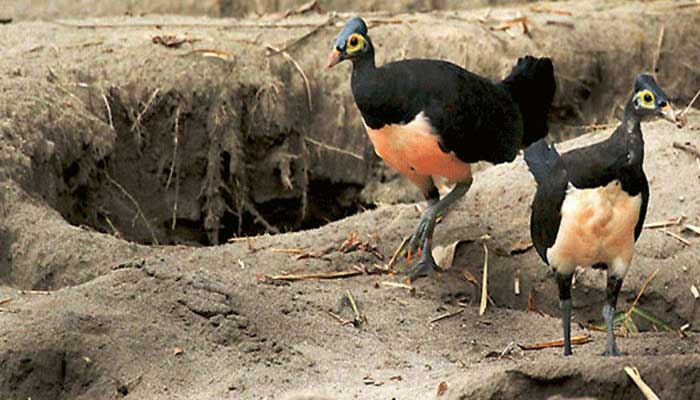 MENGINTIP PENANGKARAN MALEO DAN DANAU TAMBING DI TAMAN NASIONAL LORE ...