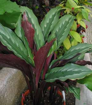 FLORES QUE ENCANTAM O MUNDO: FLORES E SUAS DEFINIÇÕES Cacho, Cacto ...
