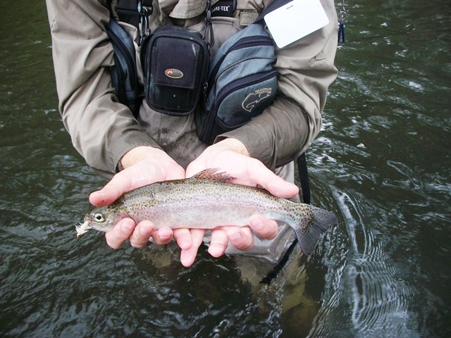 TENNESSEE FLY FISHING: Duck River July 2012