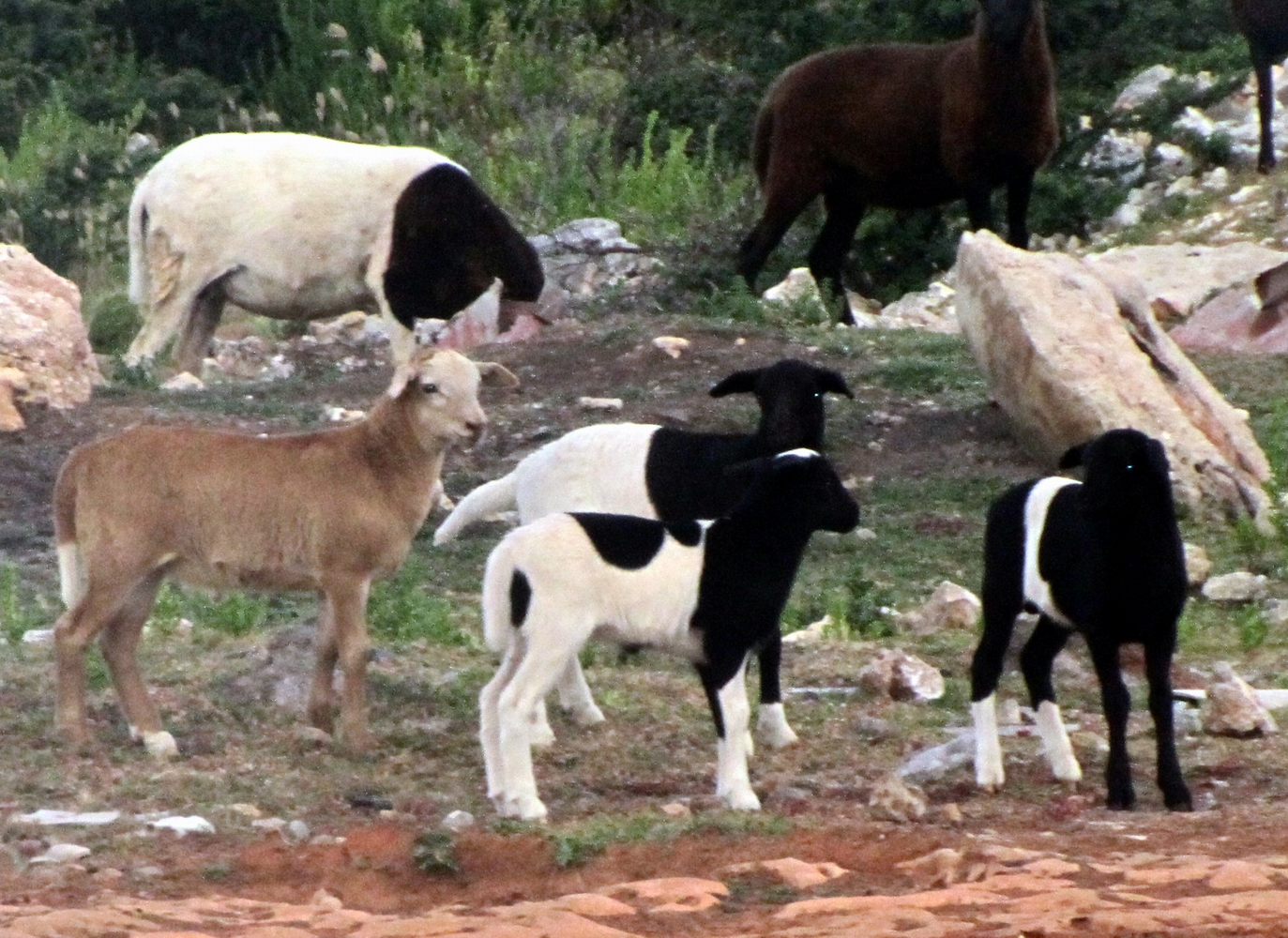 Hiking Curaçao - Flora and Fauna: Sheep and Goats at San Pedro