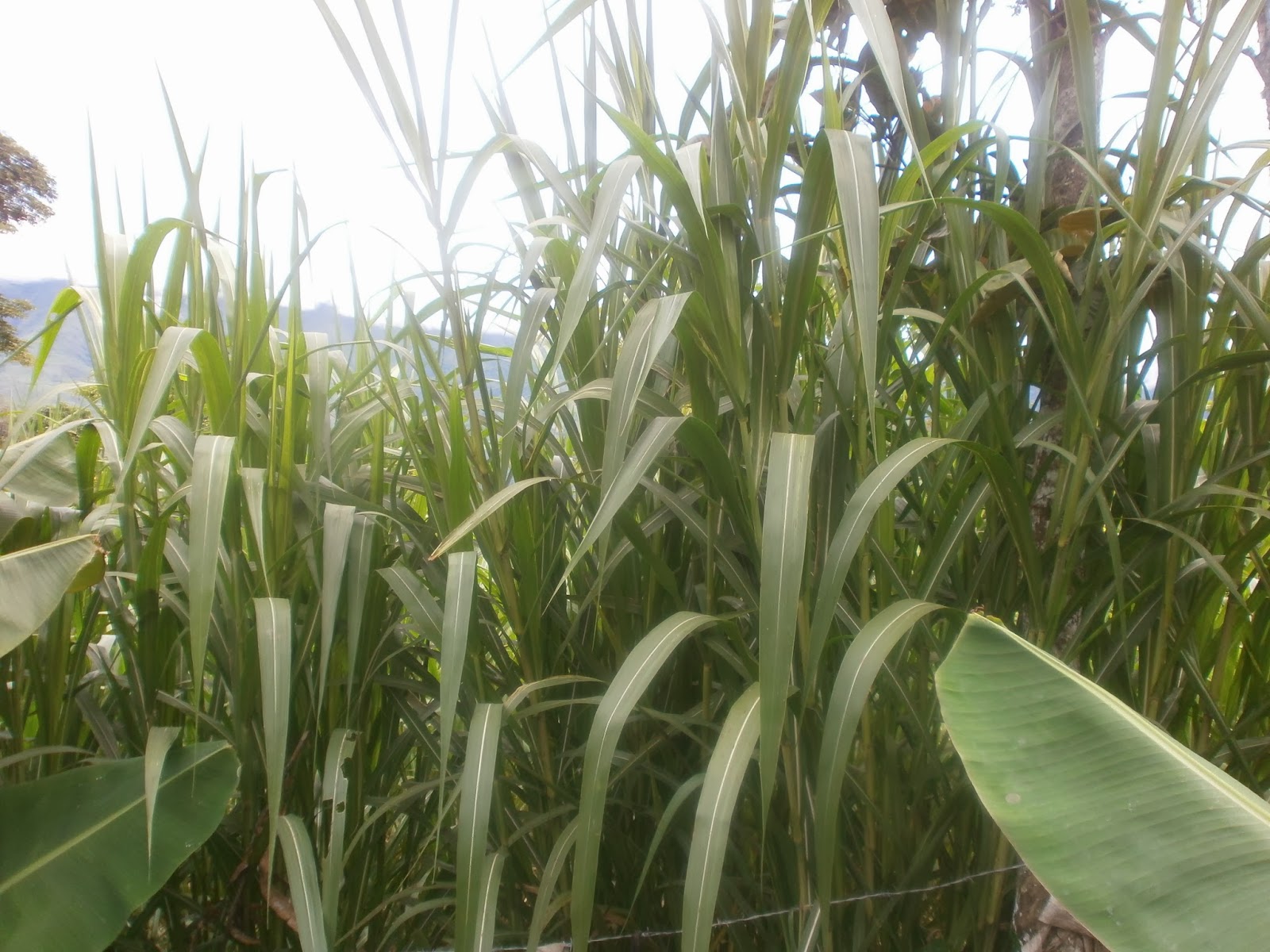 alimentación de cuyes con pasto híbrido cubano en Colombia