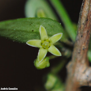 FOTOS DE FLORA NATIVA Y ADVENTICIAS DE URUGUAY : Orthosia virgata ...