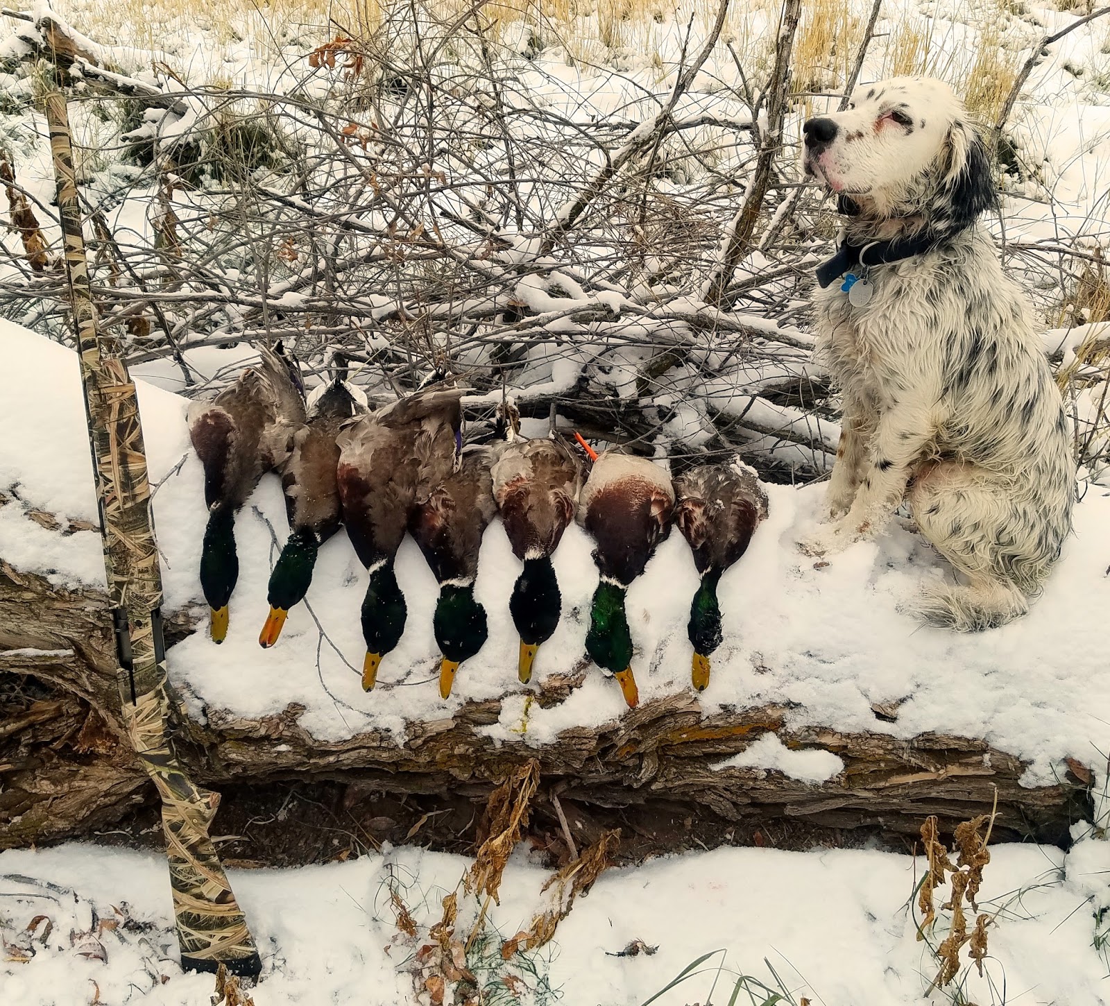 SETTER TALES AND MALLARD CURLS: DUCKS AND CHUKS