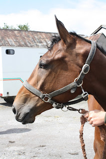 Simon Earle Racing: Two new horses arrive to the yard - one with shares ...