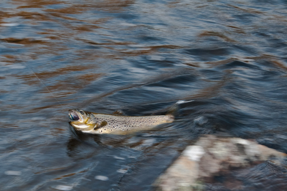 Kalakaveri | Kalastus.com