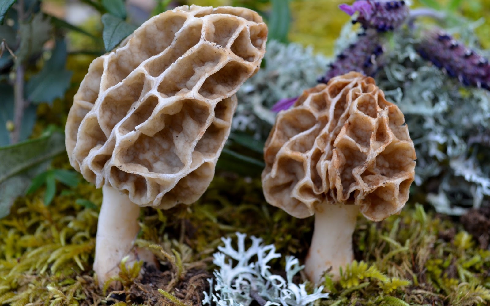 Setas Extremadura : Morchella Esculenta