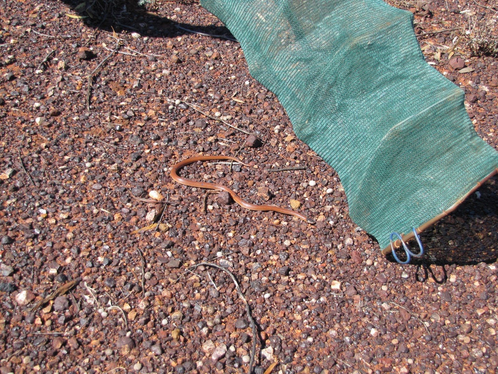 Russell Cannings's Blog: Last Foray into the Great Western Woodlands