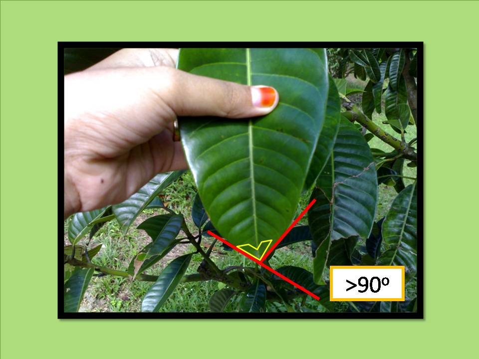 KLASIFIKASI TUMBUHAN BERBIJI: Kuweni (Mangifera odorata)