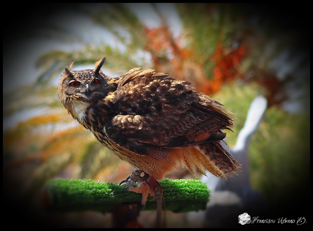 El Rincon De Fuerteventura "F.U": 2011