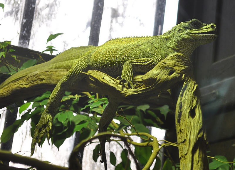 ZOOTOGRAFIANDO (6.100 ANIMALS): HIDROSAURIO CRESTADO FILIPINO ...