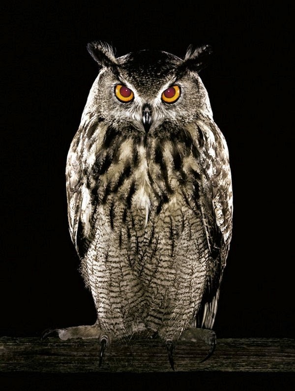 Littérature-et-Commentaires: Les Hiboux de Baudelaire, commentaire